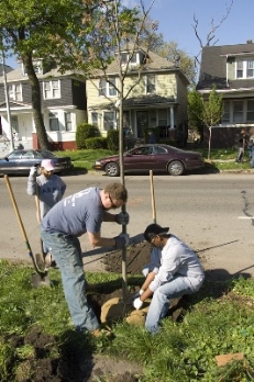 Apply for tree-planting grants from DNR, DTE Energy Foundation