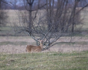 Last day to apply for antlerless deer licenses