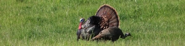 DNR License/Season Reminder: pike, walleye, turkey, bear/elk drawing, ORV