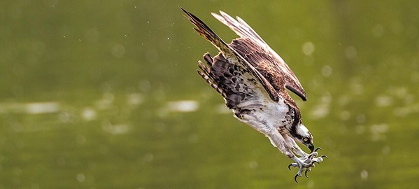 Adopt-A-Nest: Osprey monitors needed