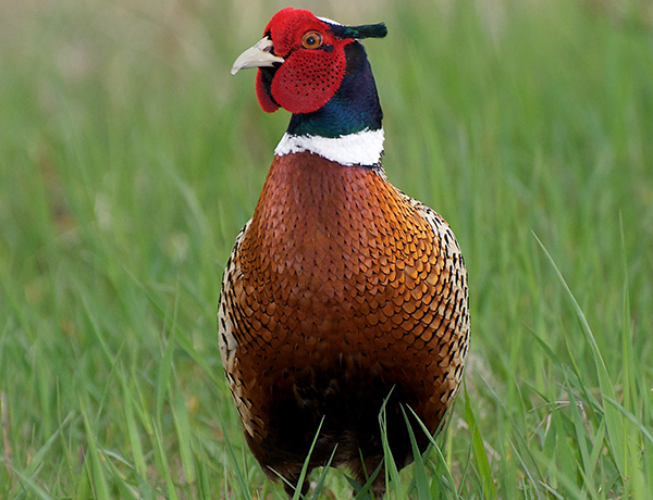 Learn about grassland habitat management at June 1 Pheasant Rendezvous