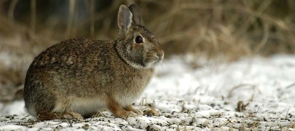 December hunting and trapping opportunities