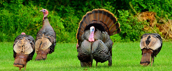 Apply today for fall turkey hunting