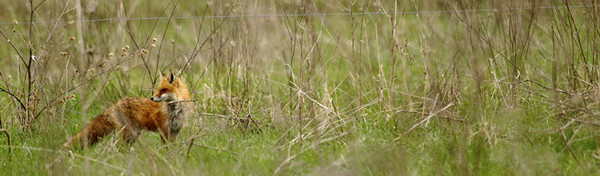 Michigan fall fur harvesting