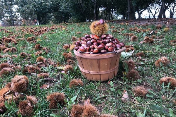 Urban and Community Forestry News - Dec. 11, 2020