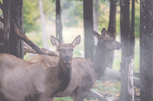 2021 early elk hunt season complete