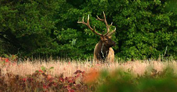 Talk with us about elk Tuesday in Gaylord