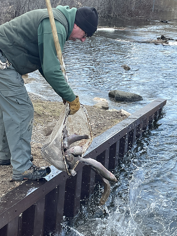 Large trout stocked in SE Michigan’s Huron River, Spring Mill Pond