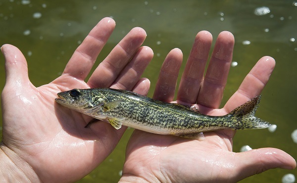 Weigh in on DNR's draft Saginaw Bay walleye/yellow perch plan