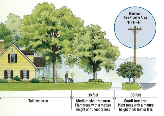 Urban and Community Forestry News - May 19, 2023