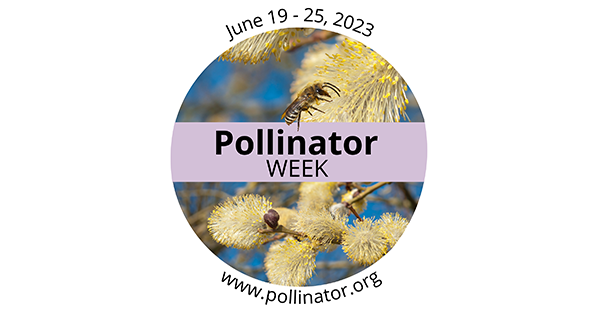 What’s the buzz? It’s Pollinator Week!