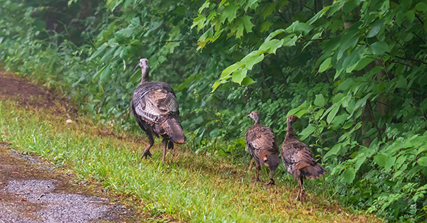 We need your help! Submit wild turkey brood sightings in July and August