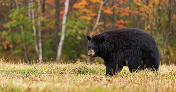 Bear hunting season begins soon