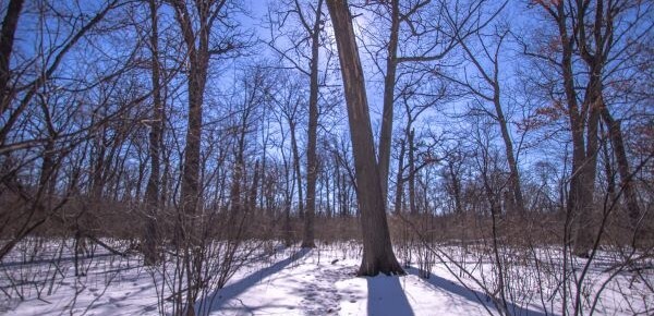 Come and discuss Michigan's Forest Action Plan on March 12