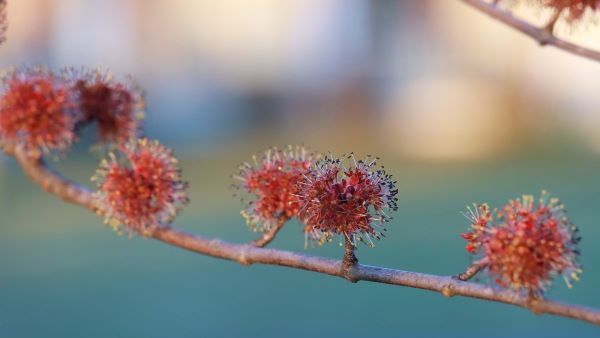 Urban and Community Forestry News - March 8, 2024