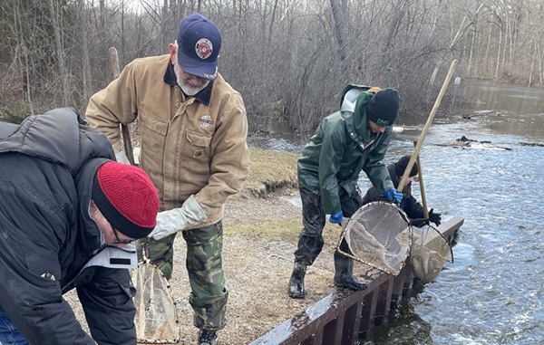Large trout stocked in Clinton and Huron rivers, Spring Mill Pond
