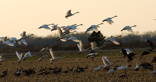 DNR suspects bird flu in recent Lower Michigan waterfowl die-offs