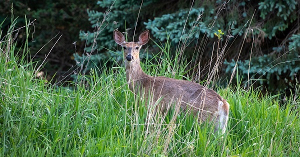 Reports of EHD-affected deer occurring across southwest Michigan