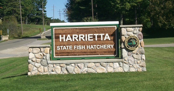 DNR euthanizes Atlantic salmon infected with bacterial kidney disease