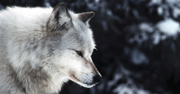 Latest DNR survey shows stable wolf population in Michigan