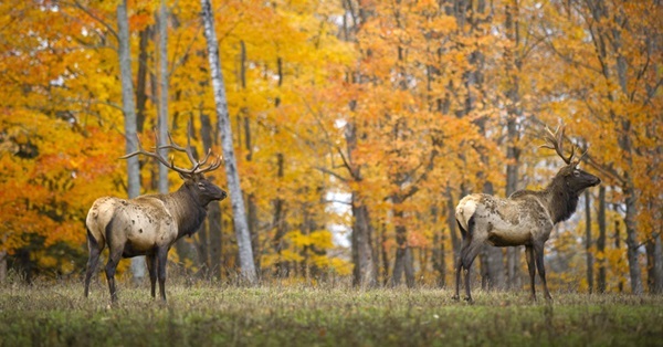 During elk season, public awareness and reporting of poaching are key