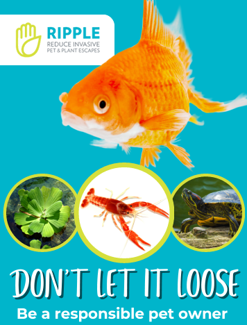 NotMISpecies webinar: Don't let it loose!