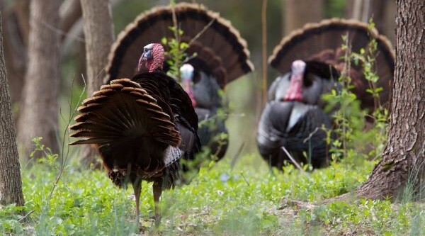 Leftover spring turkey licenses and Hunt 0234 on sale now