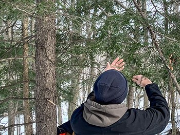 DNR forest health team in 2025: More staff, better tools