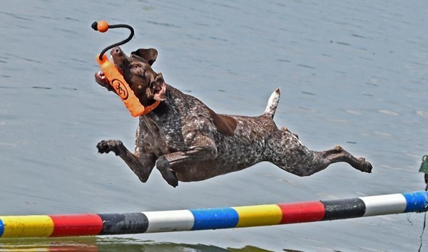 Enjoy Pointe Mouillee Waterfowl Festival Sept. 13-14