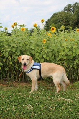 September is National Guide Dog Month