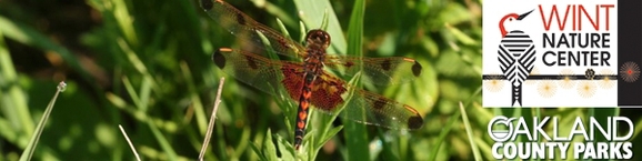 Magnificent Monarchs at Wint Nature Center!