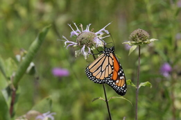 Magnificent Monarchs at Wint Nature Center!