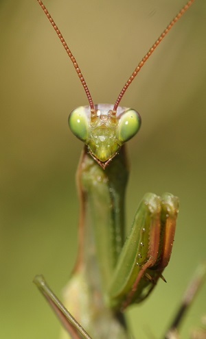 NaturE-mail from Ottawa County Parks