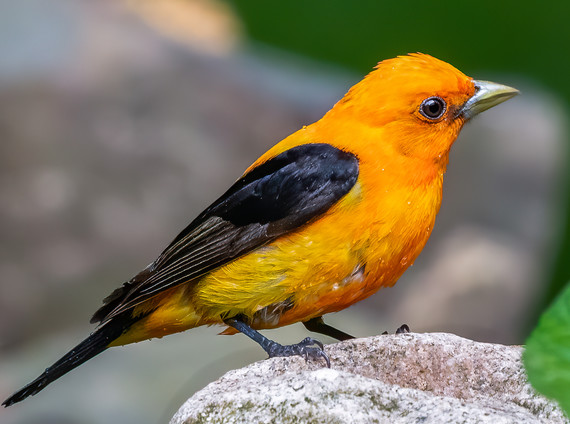 Birding Update: Newswire