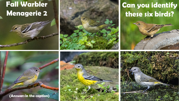 Birding Update: Newswire!