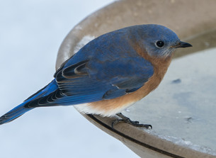 Birding Update: Newswire!