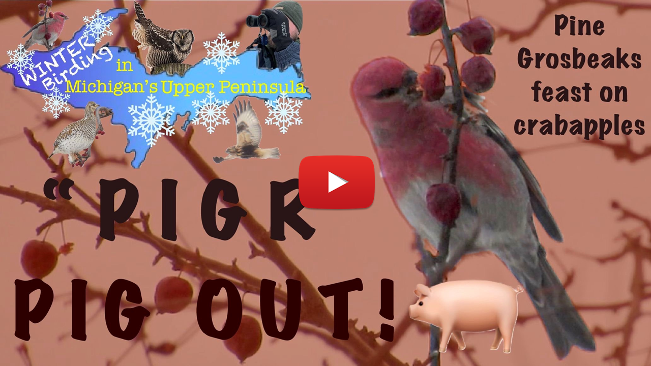 Birding Update: Newswire!