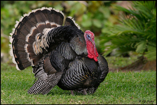 Have a gobble-gobble-good time at Terrific Turkeys!