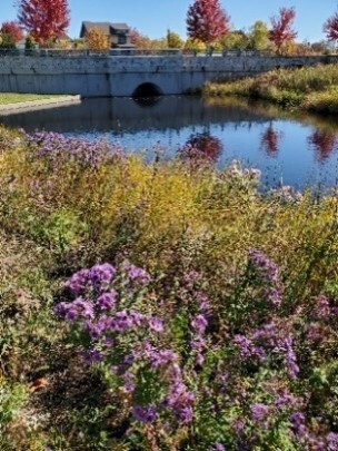 BWSR Summer 2026 Ecology Update