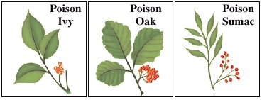 Inside Safety and Health