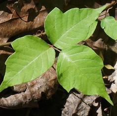 Inside Safety and Health