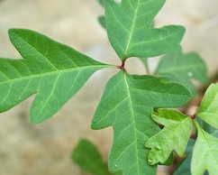 Inside Safety and Health