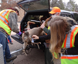 Learn to hunt as an adult!