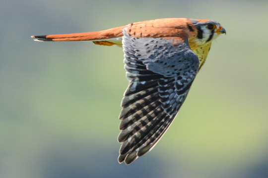 July is Grassland Month and what better way to celebrate than with the ...