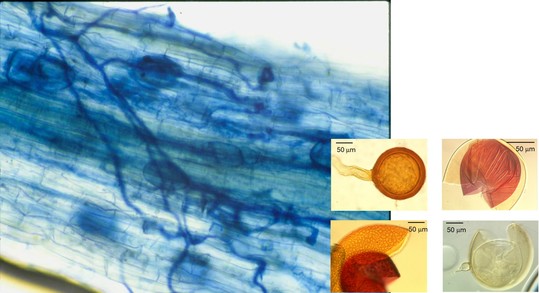 Get excited! Season 5, Episode 43 of the Prairie Pod airs today!