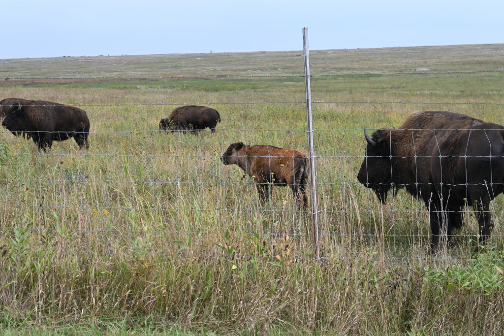 Fall Color Update * Week 5 🍁🐃🦆