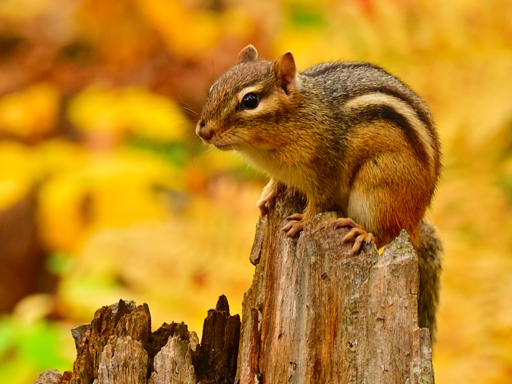 Fall Color Update * Week 5 🍁🐃🦆