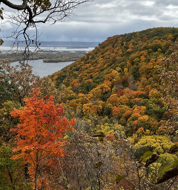 Fall Color Update * Week 6 🌲 🐤