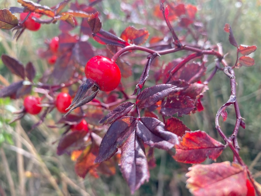 Fall Color Update * Greatest Hits 🍂