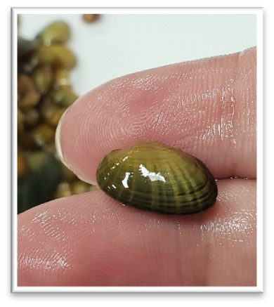 Freshwater Mussel Newsletter